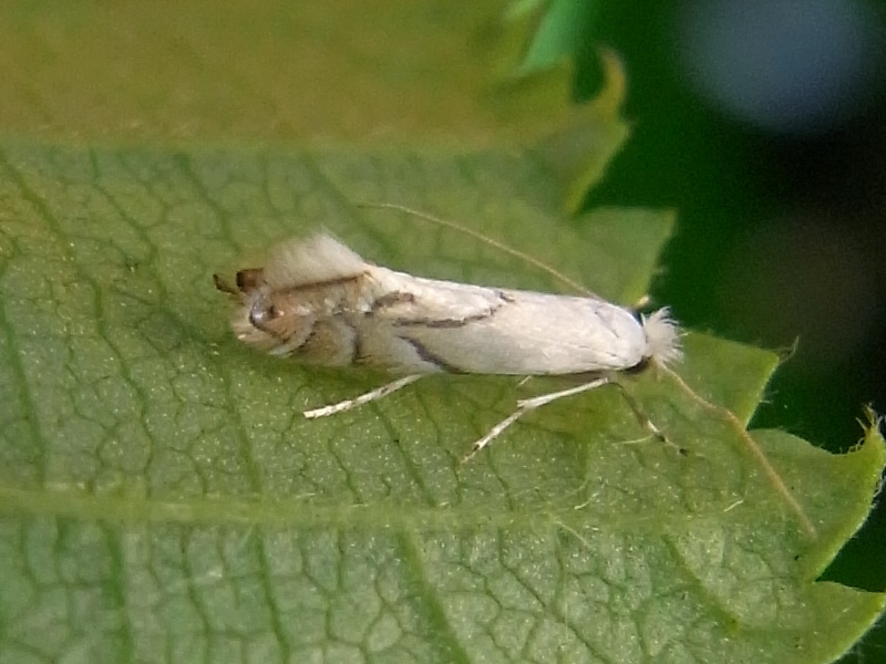 Micro