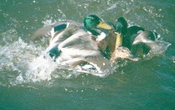 7. Anas platyrhynchos domesticus - Anatidae (canard domestique, canard ...